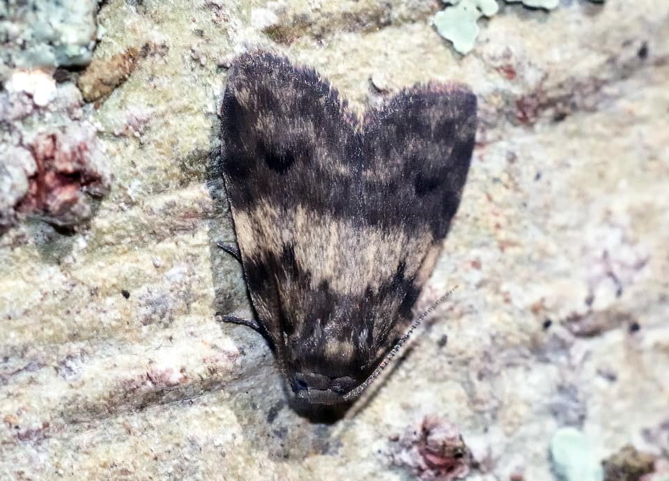 シロオビクロコケガ