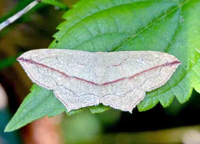 コベニスジヒメシャク