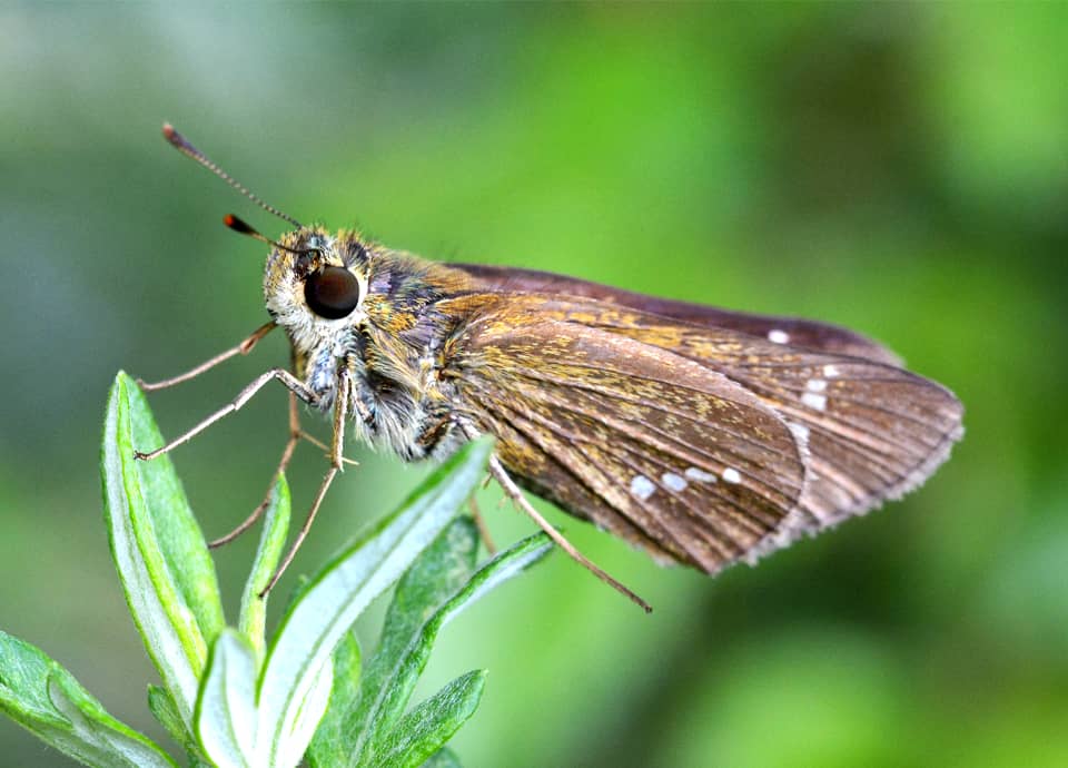 イチモンジセセリ