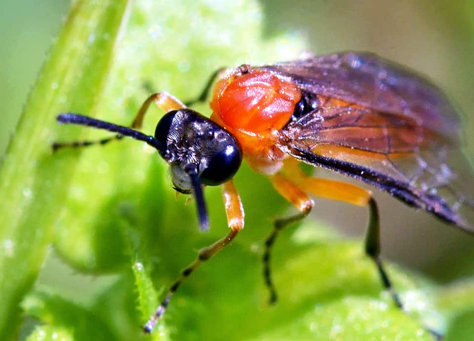 ニホンカブラハバチ