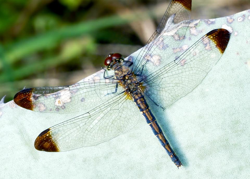 コノシメトンボ