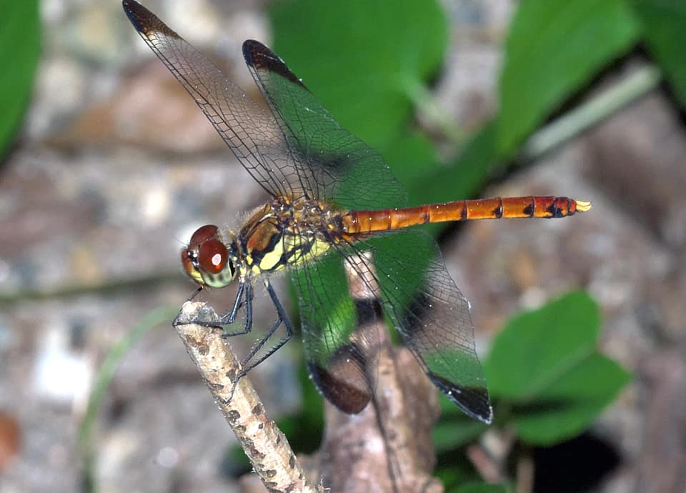 コノシメトンボ